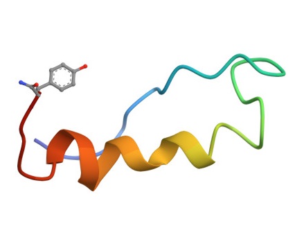Peptide YY | Hormones